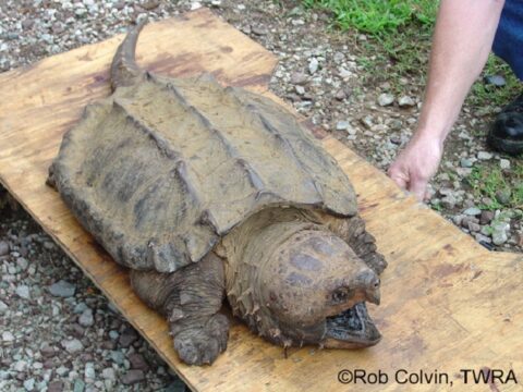 Alligator Snapping Turtles - Dale Hollow Marinas